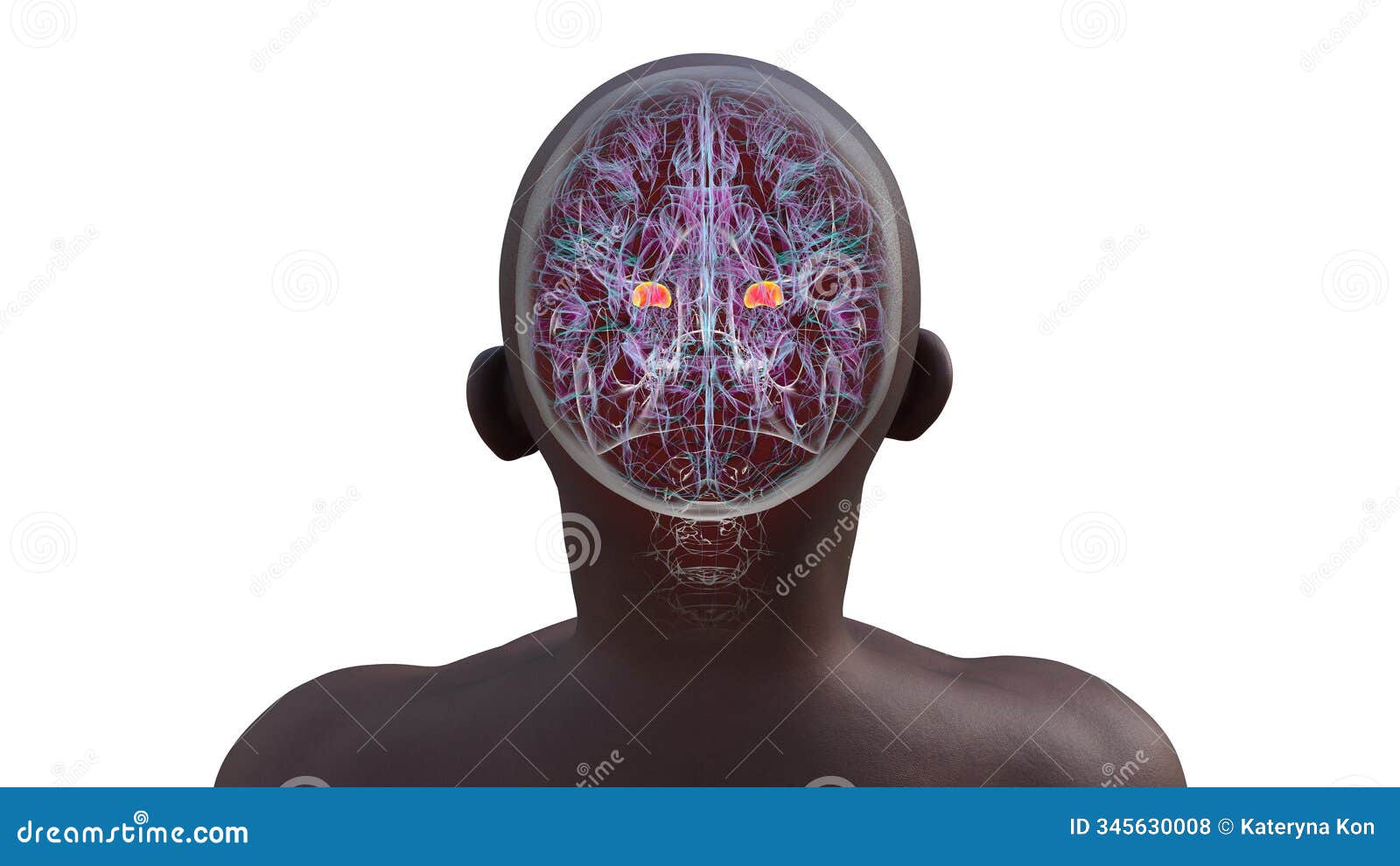 Human Brain with Highlighted Amygdala, 3D Illustration Stock ...