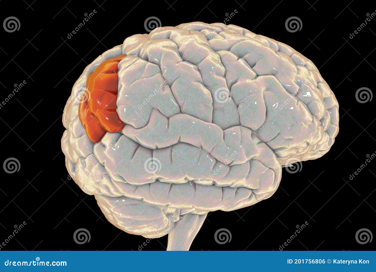 Human Brain with Highlighted Angular Gyrus Stock Illustration ...