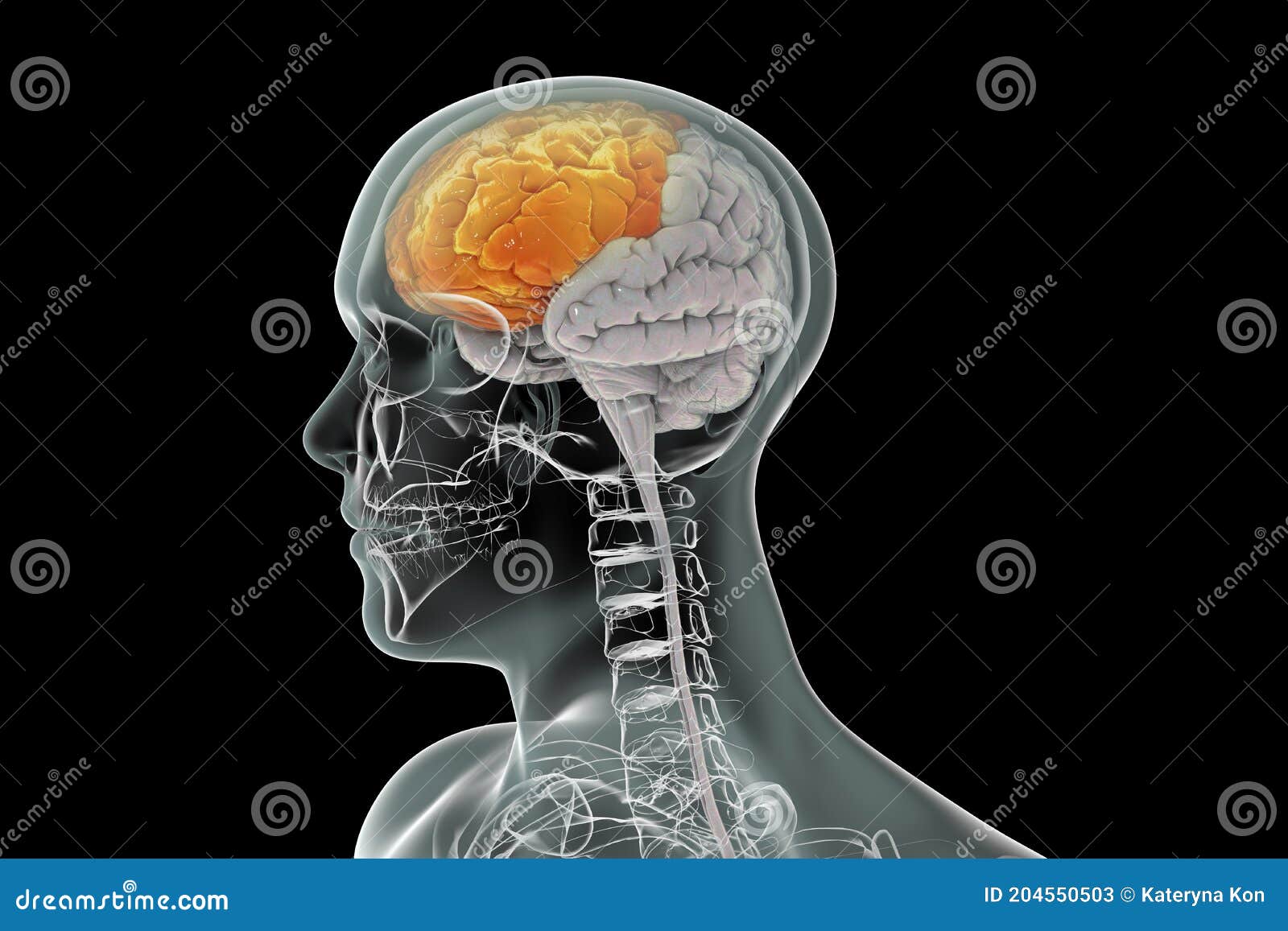 Highlighted Frontal Bone Stock Illustration | CartoonDealer.com #30721744
