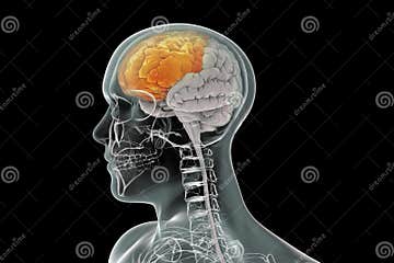 Human Brain with Highlighted Frontal Lobe, 3D Illustration Stock ...