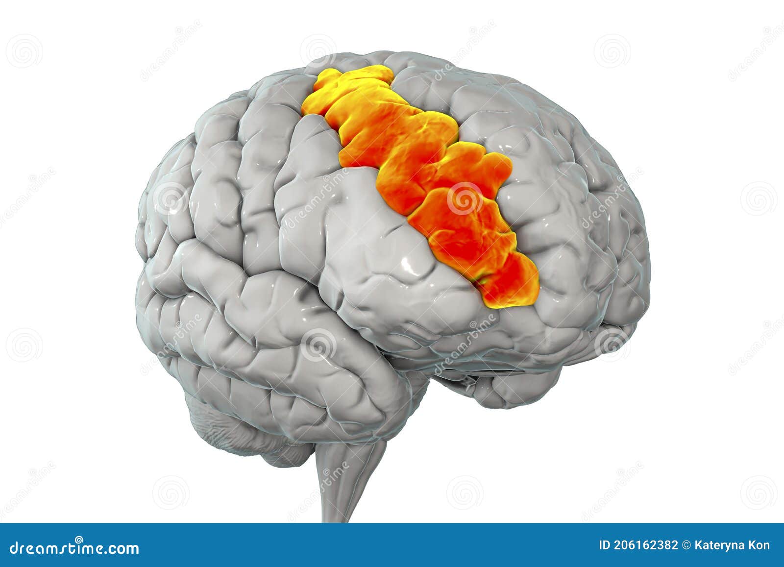 Human Brain With Highlighted Middle Frontal Gyrus Royalty-Free ...