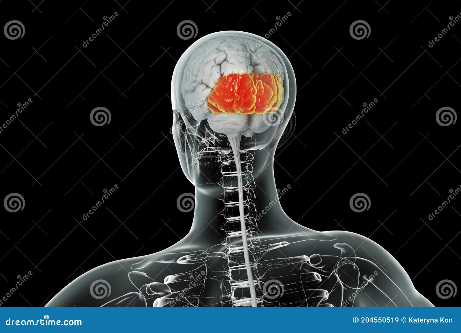 Human Brain with Highlighted Occipital Lobes Stock Illustration ...