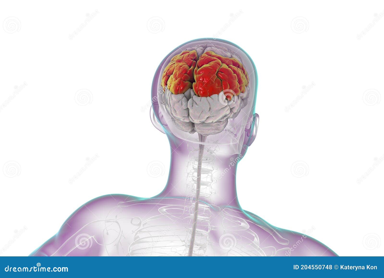 Human Brain With Highlighted Parietal Lobe Royalty-Free Cartoon ...