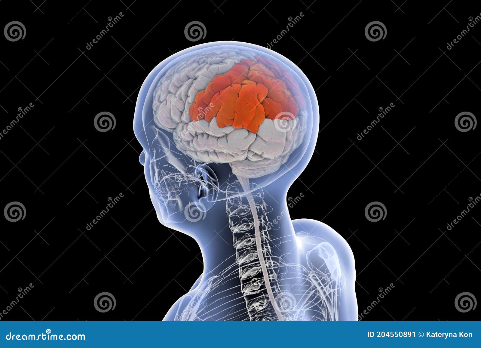 Human Brain With Highlighted Parietal Lobe Stock Illustration ...