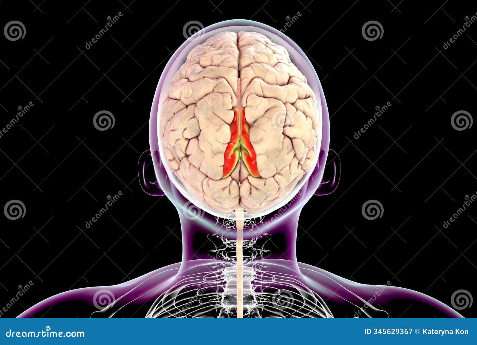 Human Brain with Highlighted Precuneus Gyrus, 3D Illustration Stock ...