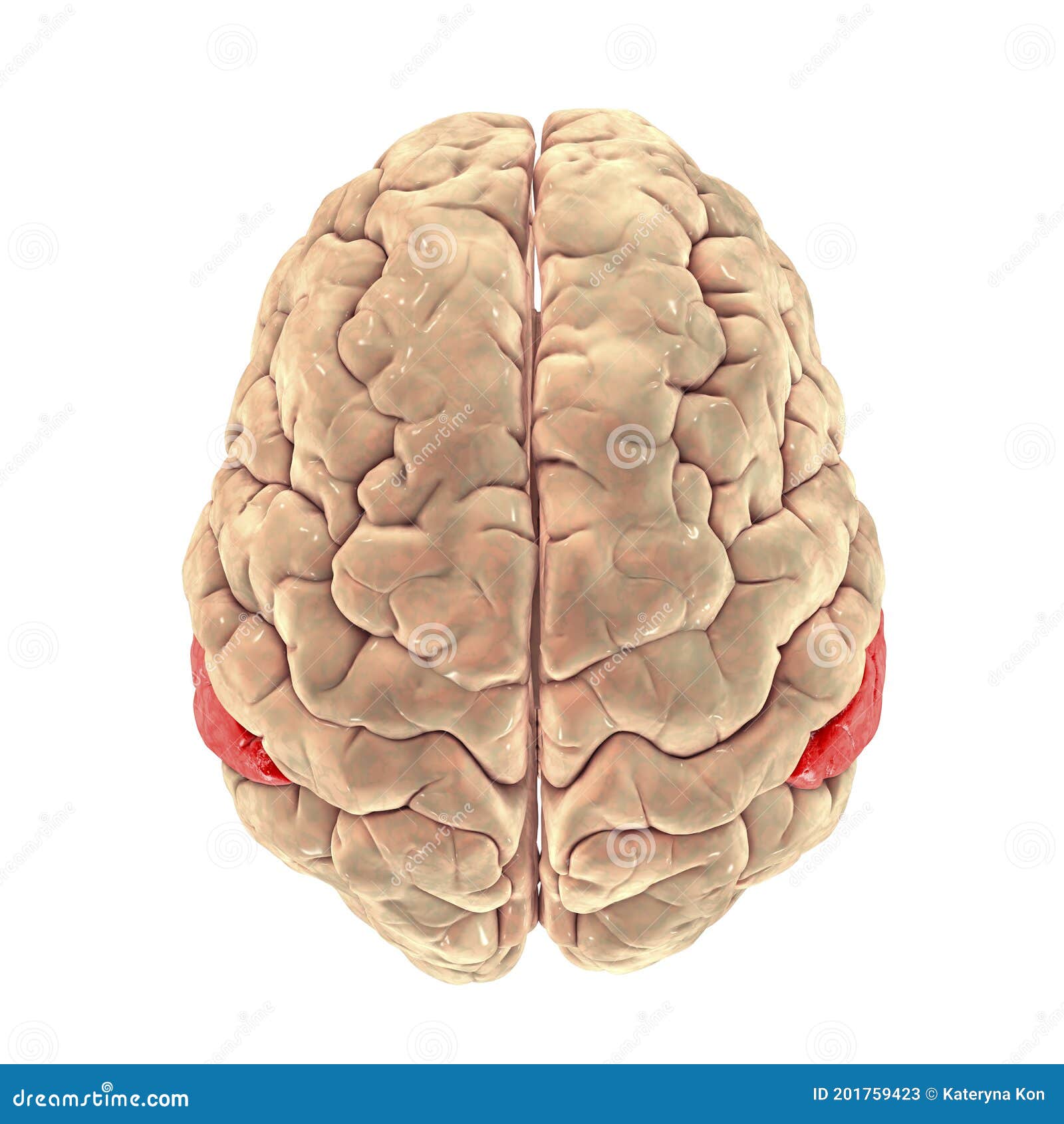 Human Brain With Highlighted Supramarginal Gyrus Royalty-Free ...