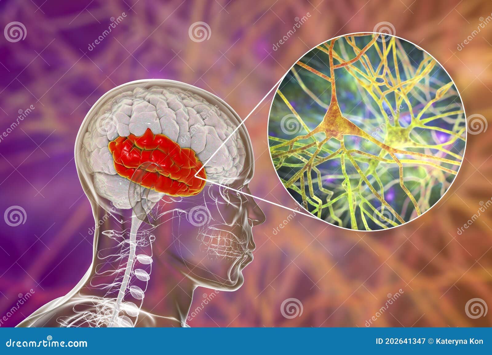 Neurons Are Found In The Nervous System, Divided Into Three Classes ...