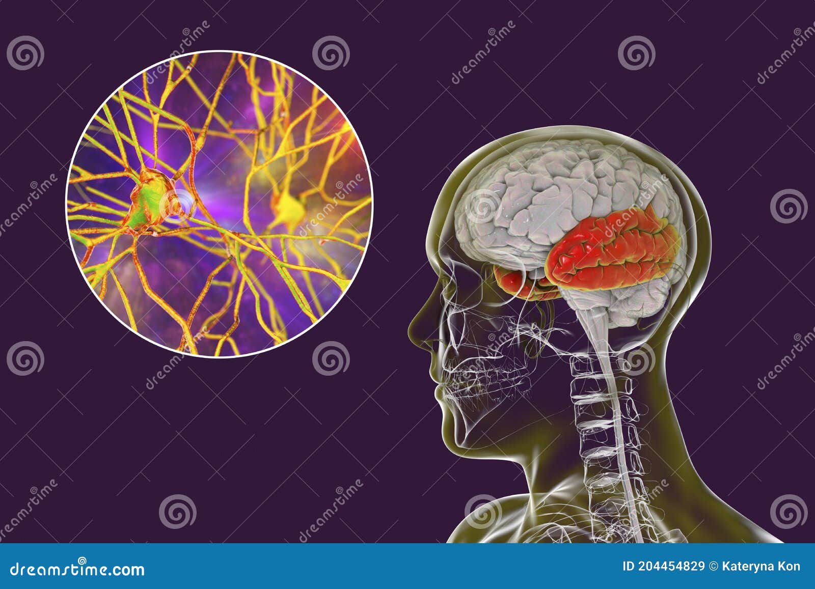 Neurons Are Found In The Nervous System, Divided Into Three Classes ...