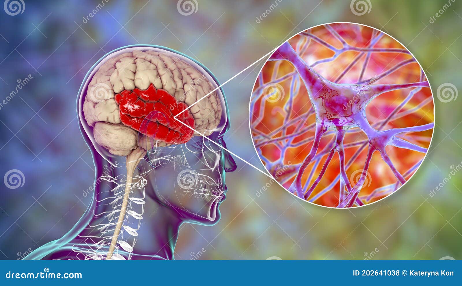 Neurons Are Found In The Nervous System, Divided Into Three Classes ...