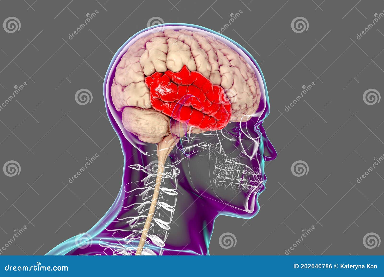 Human Brain with Highlighted Temporal Lobe Stock Illustration ...