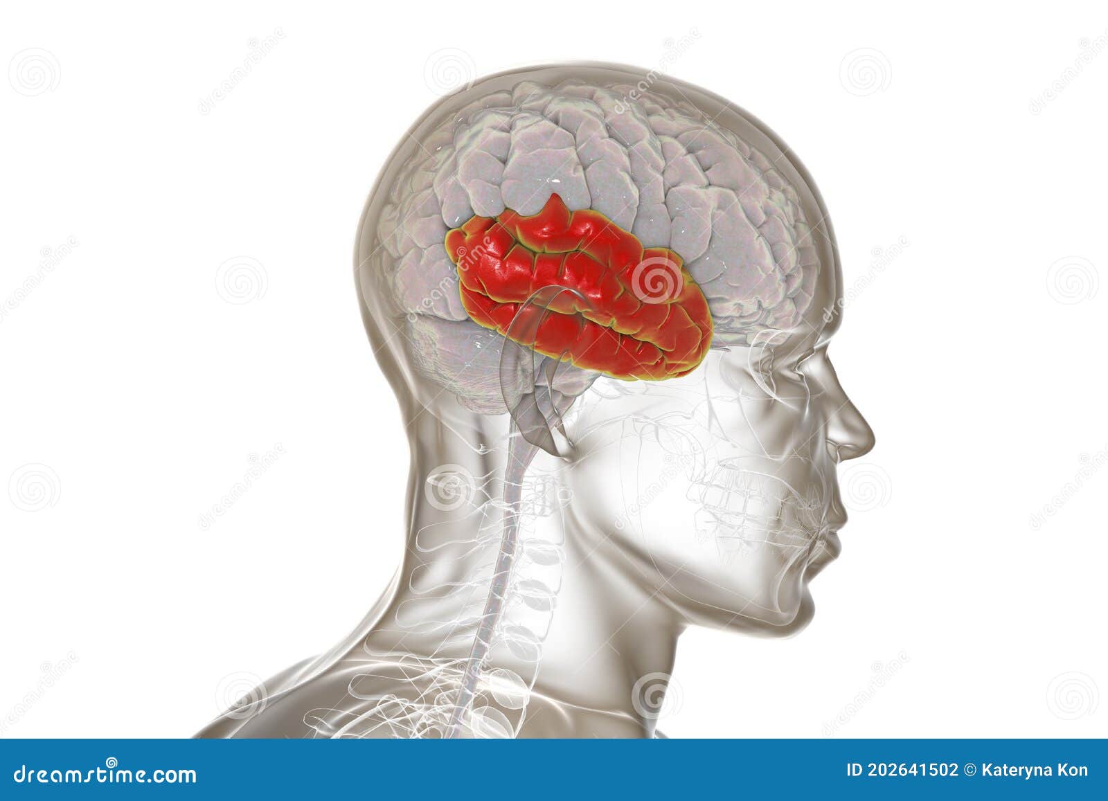 Human Brain With Highlighted Temporal Lobe Stock Illustration ...