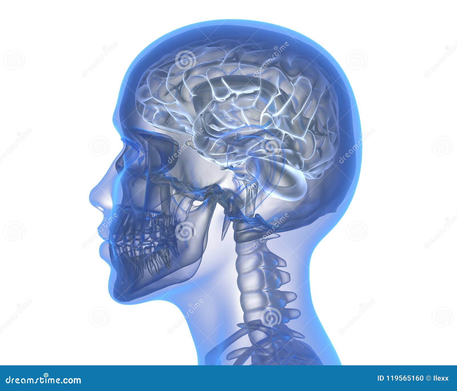 Human brain stock illustration. Illustration of medical - 119565160