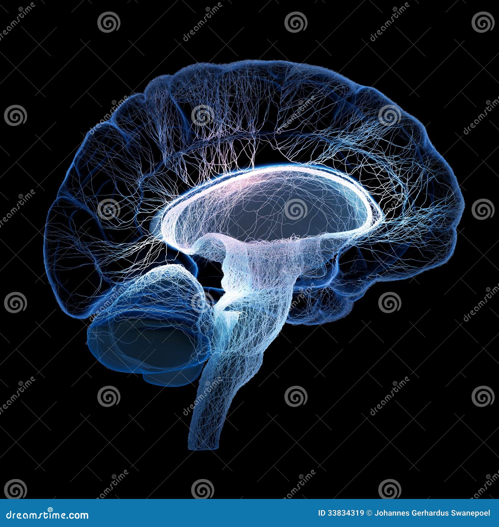 Human Brain Illustrated with Interconnected Small Nerves Stock ...