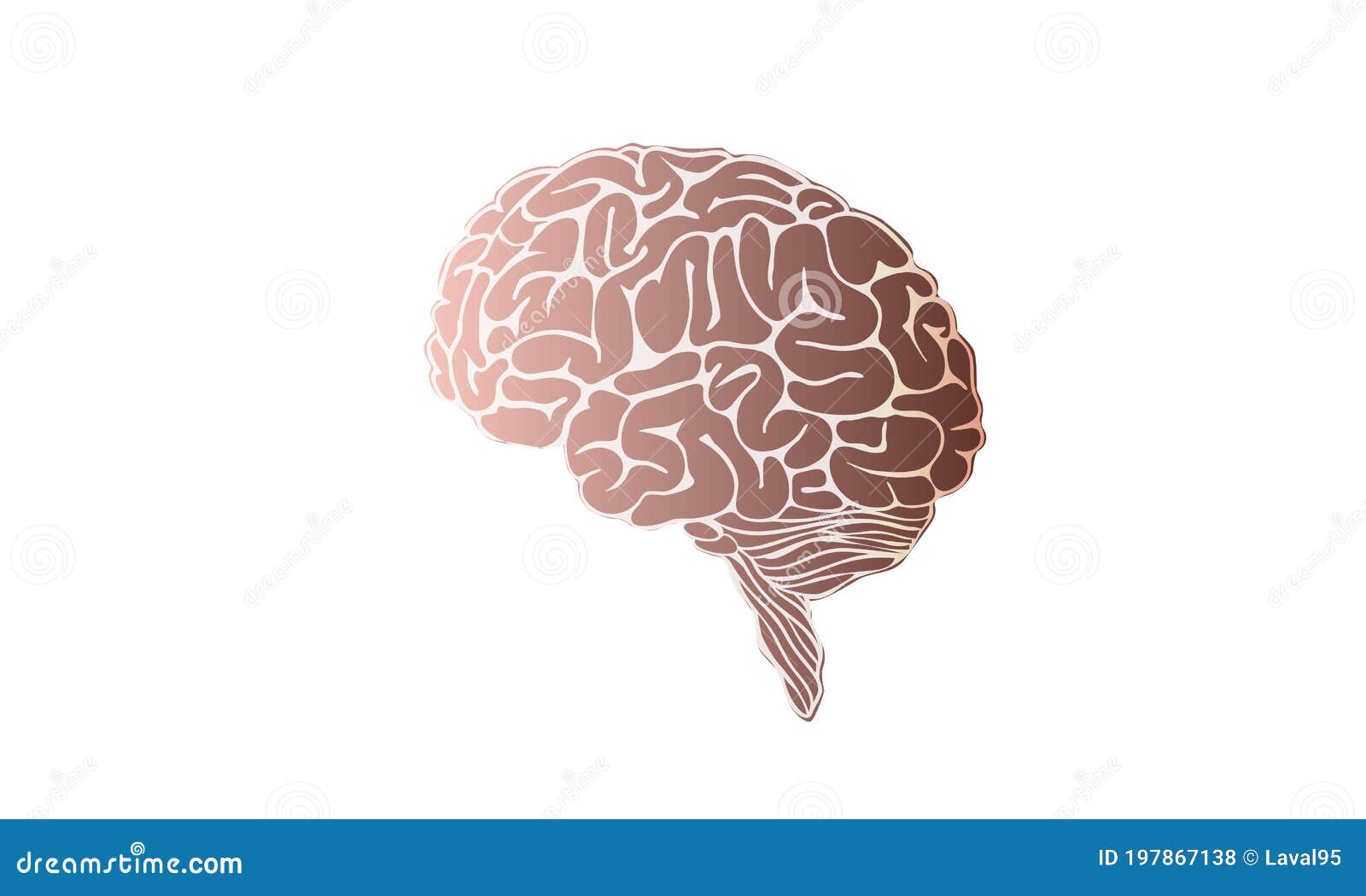 Human Brain Illustration, Side View, Vector Stock Vector - Illustration ...