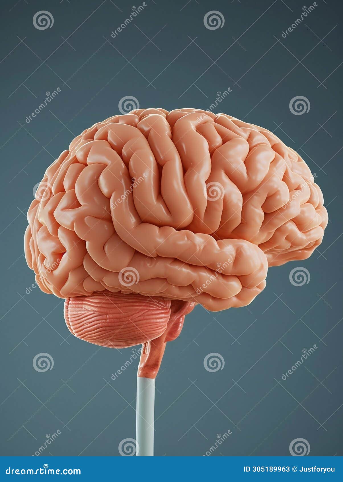 Human Brain Illustration from Various Angles. Generative Ai Stock ...