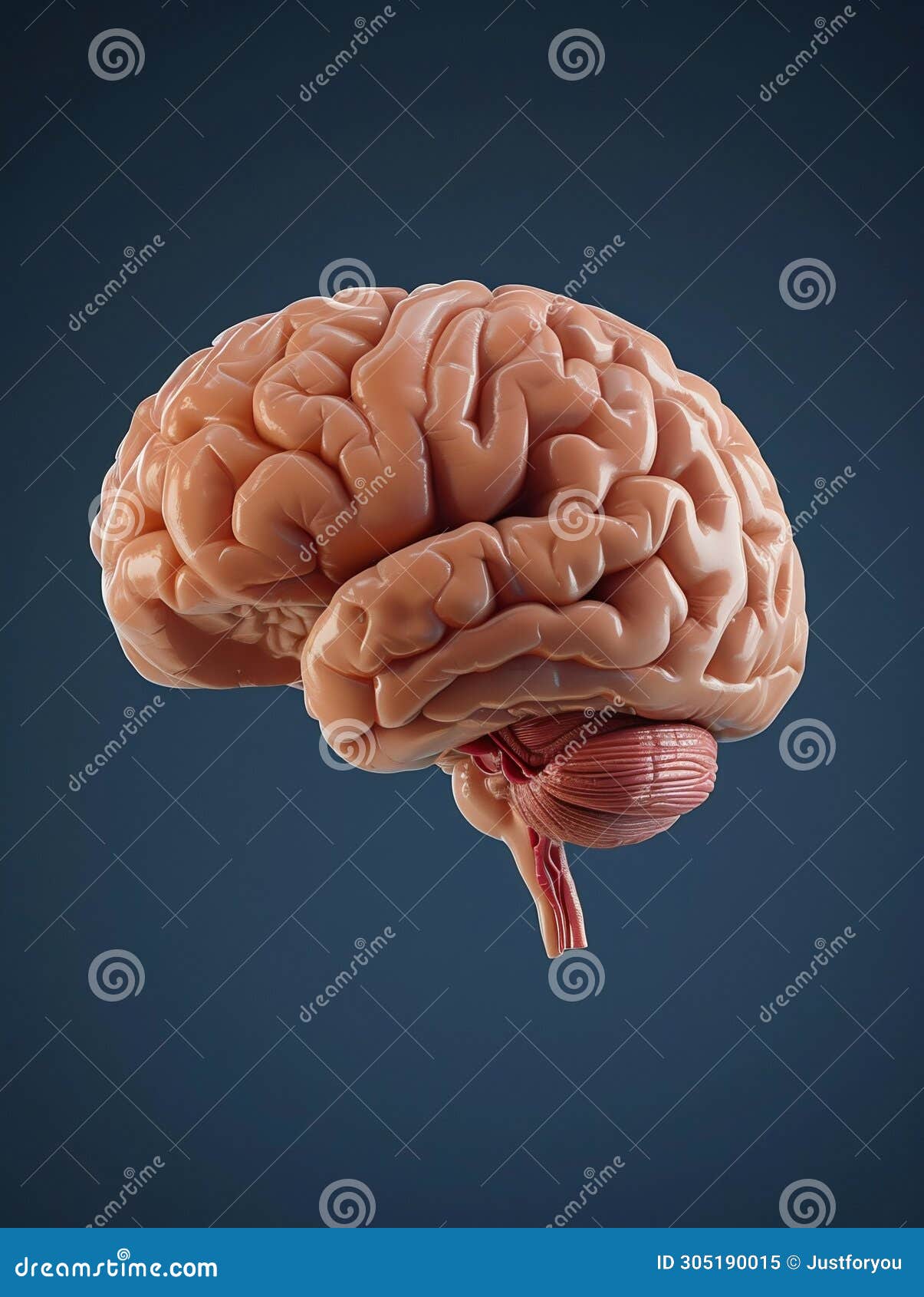 Human Brain Illustration from Various Angles. Generative Ai Stock ...