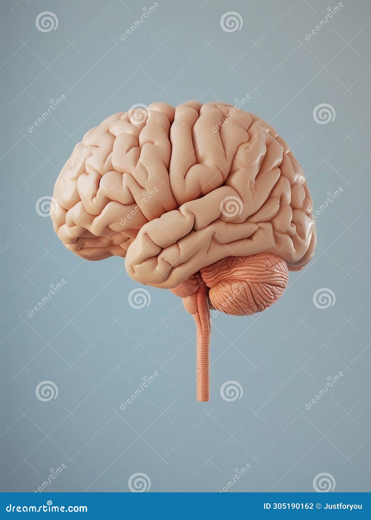 Human Brain Illustration from Various Angles. Generative Ai Stock ...
