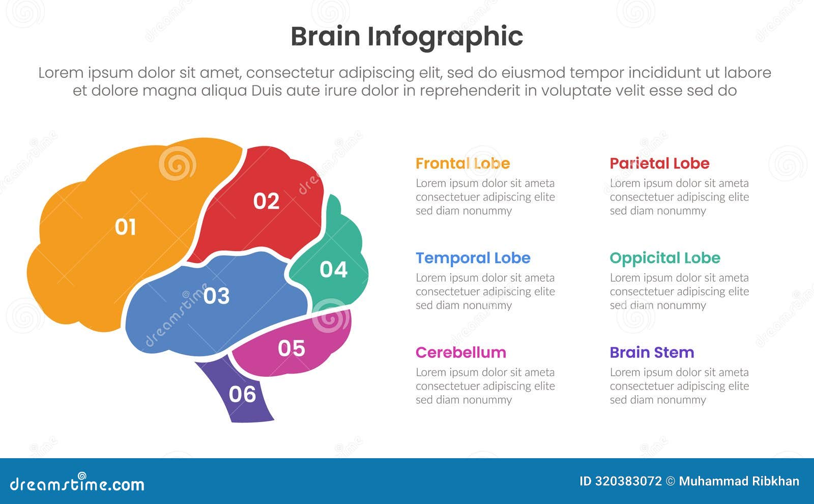 Human Brain Infographic Template Banner with Brain Parts with Numerical ...