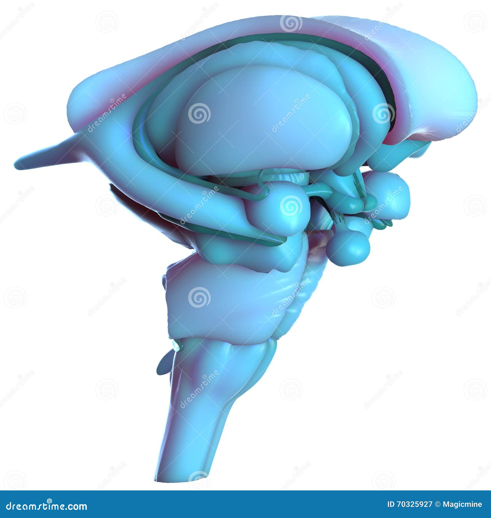 Human Brain Inside Anatomy stock illustration. Illustration of cord ...