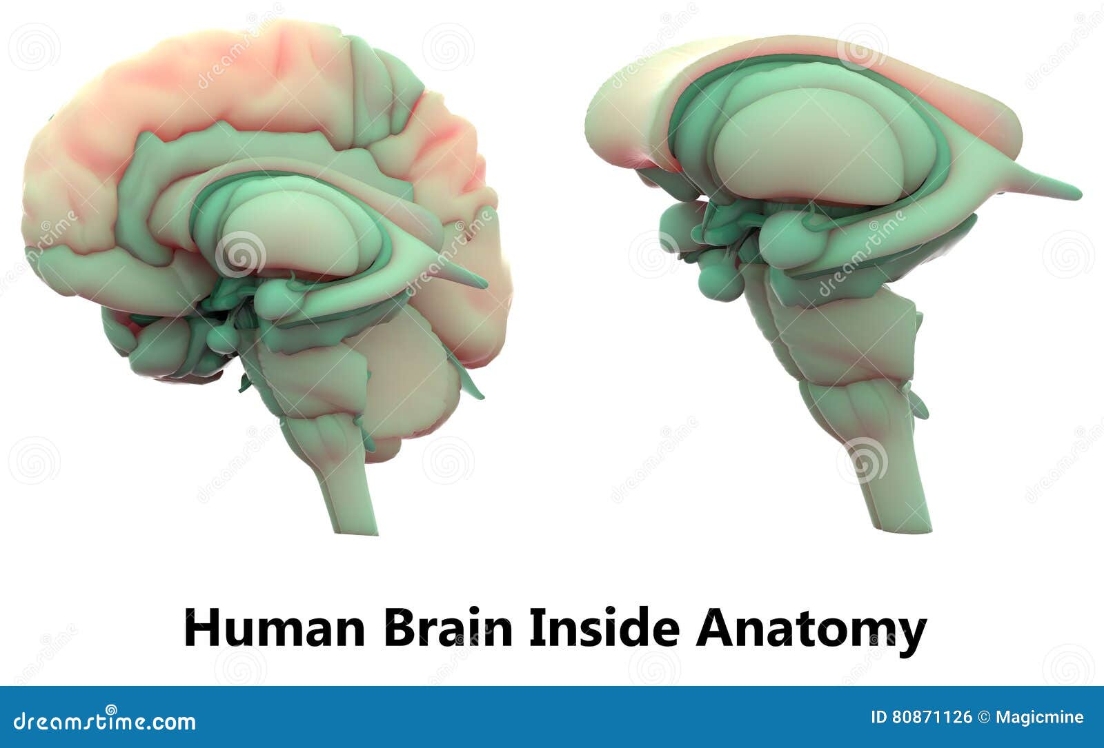 Human Brain Inside Anatomy stock illustration. Illustration of ...