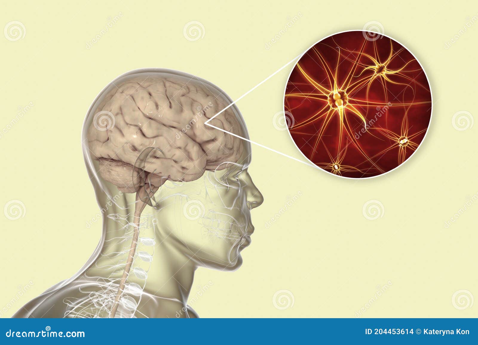 Human Brain with Closeup View of Brain Cells, Neurons Stock ... Human Brain with Closeup View of Brain Cells, Neurons Stock ...