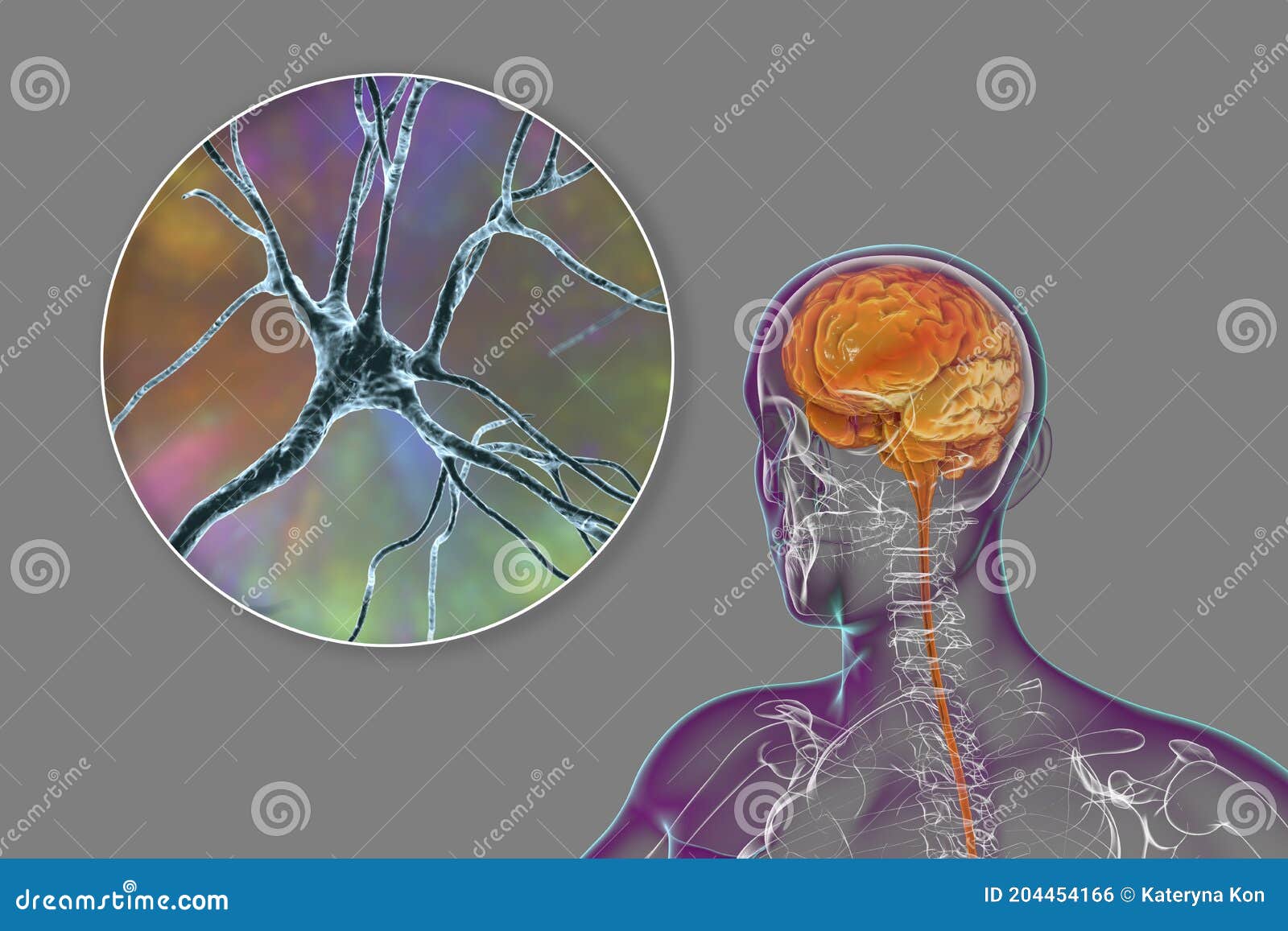 Human Brain with Closeup View of Brain Cells, Neurons Stock ... Human Brain with Closeup View of Brain Cells, Neurons Stock ...