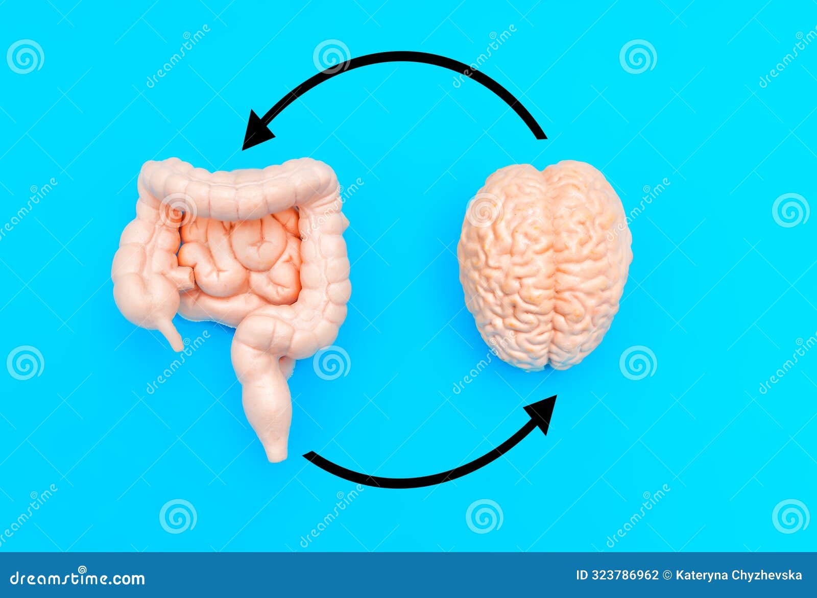 Anatomically Correct Brain and Guts Models with Circular Arrows Stock ...