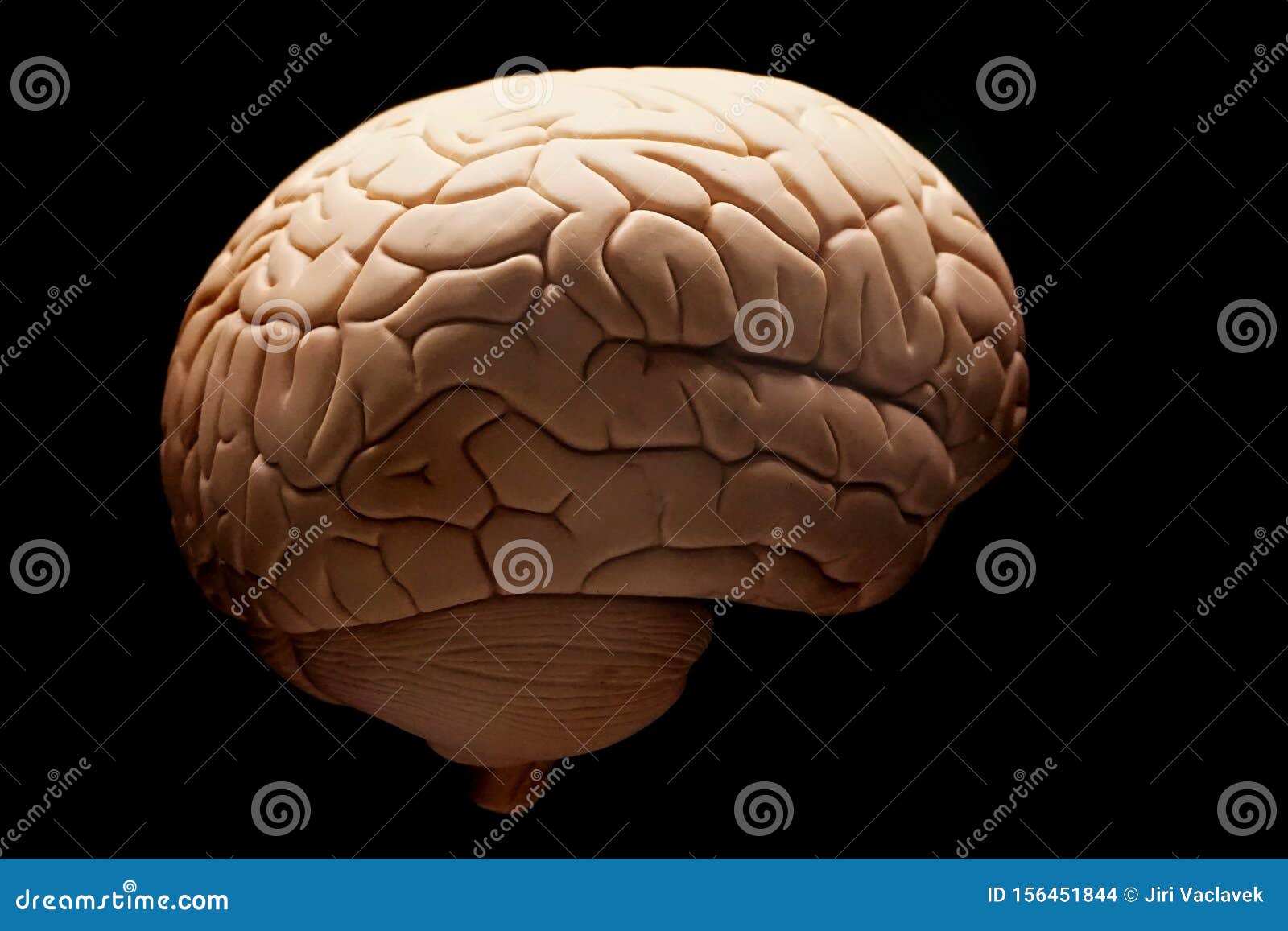 Human brain isolated stock photo. Image of graphic, cortex - 156451844