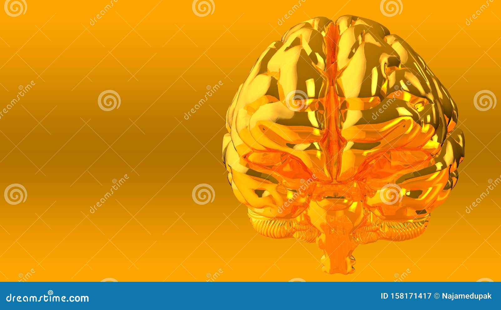 Anatomical 3D Model of Human Brain for Medical Students Stock ...