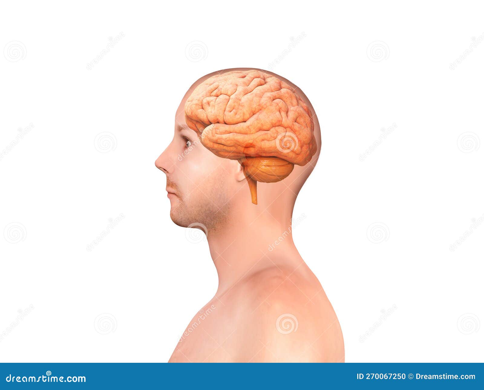 Human Brain Isolated within Man S Head, Side View, 3D Rendering Stock ...