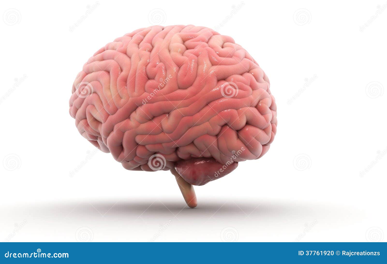 Human Brain stock illustration. Illustration of anatomical - 37761920