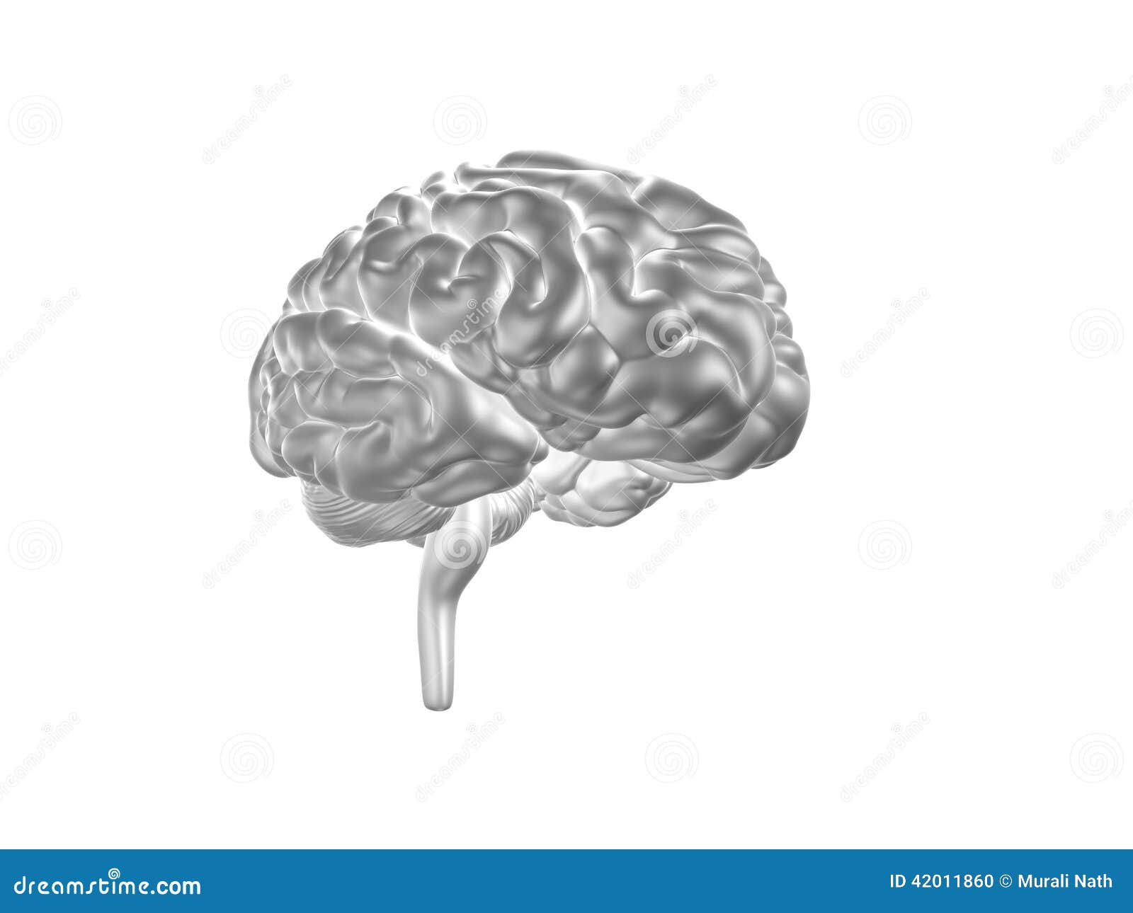 Human Brain stock illustration. Illustration of doctor - 42011860