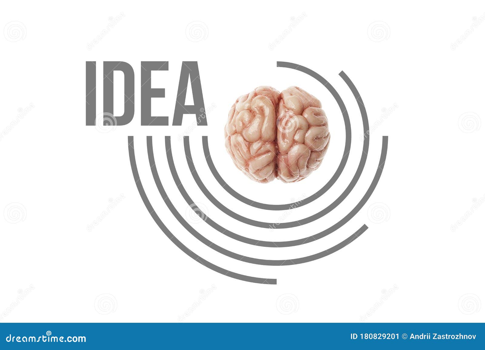 Human Brain Is Isolated On A White Background, Concept Of Idea ...