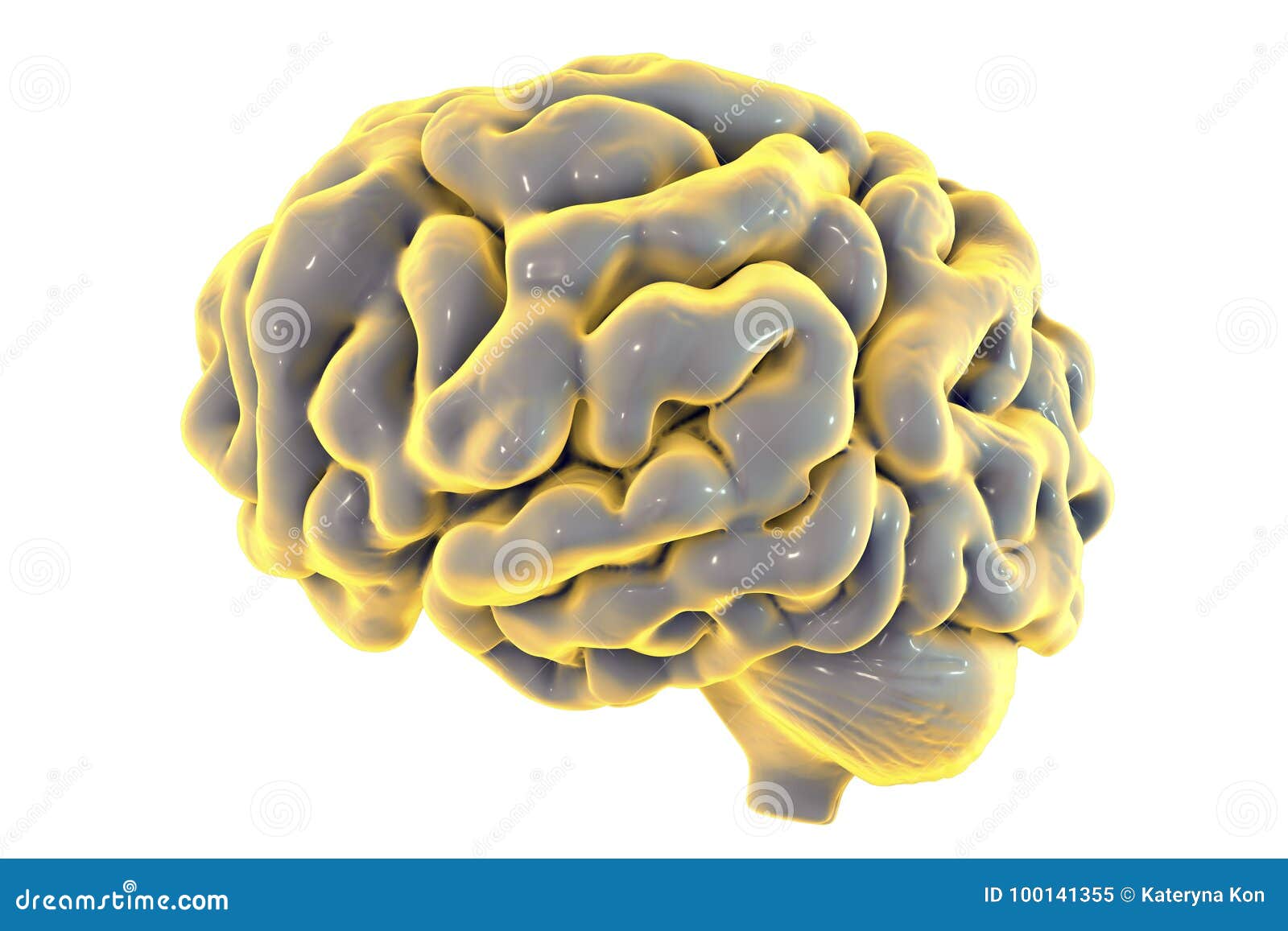 Human Brain Isolated on White Background Stock Illustration ...