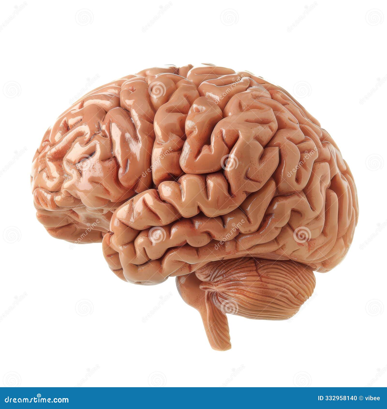 A Human Brain Isolated on White, Creating a Fun and Imaginative Visual ...
