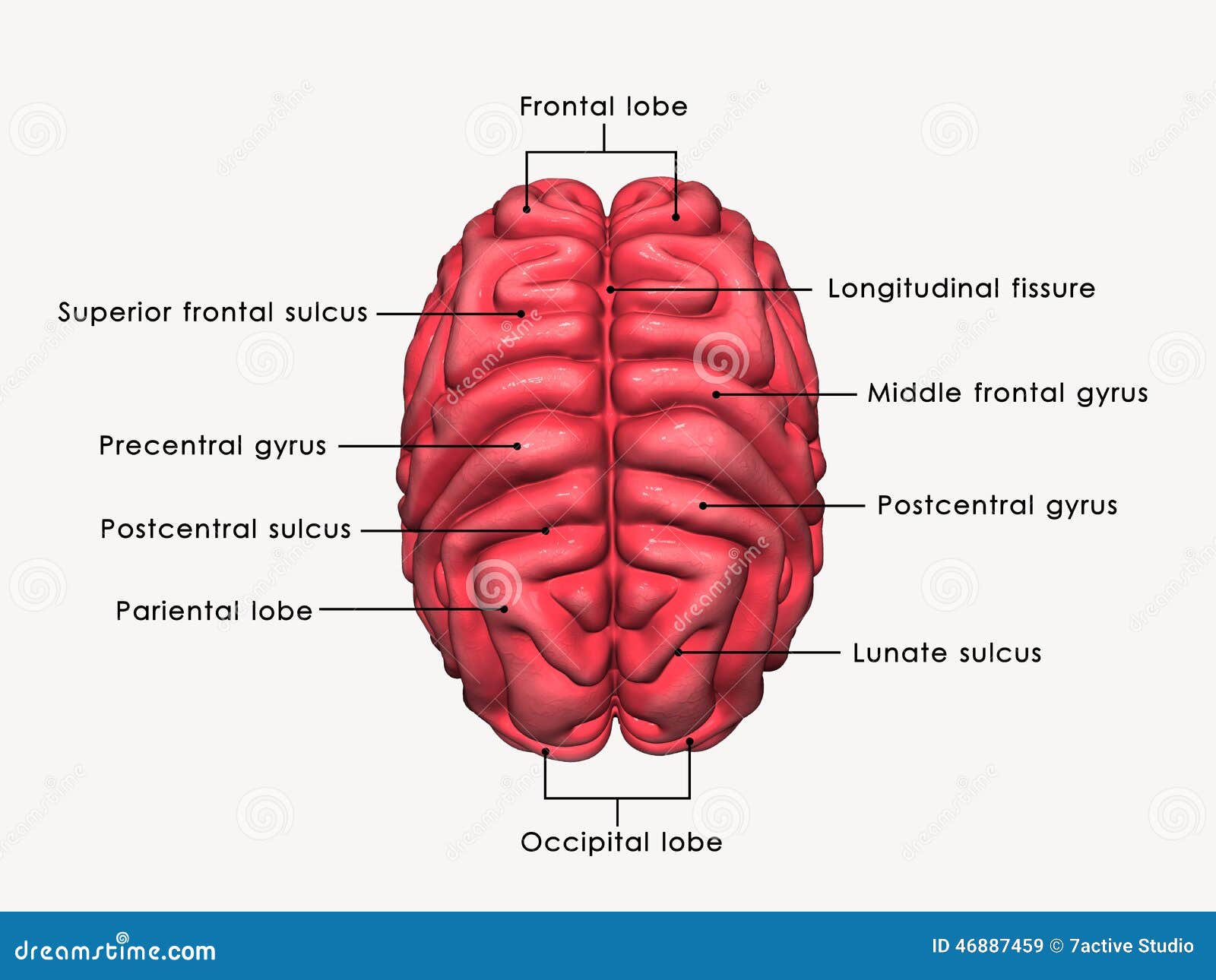 Human Brain labelled stock illustration. Illustration of nervous - 46887459