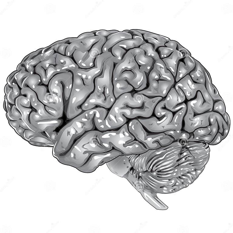 Human brain lateral view stock vector. Illustration of cortex - 15934537