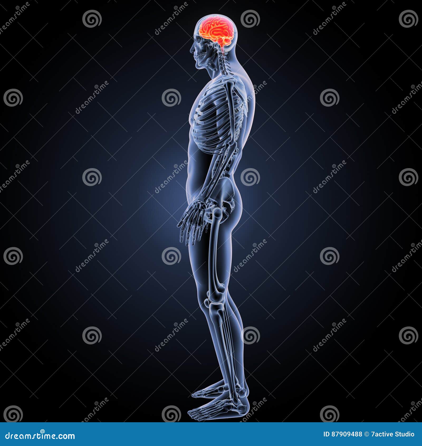 Human Brain lateral view stock illustration. Illustration of background ...