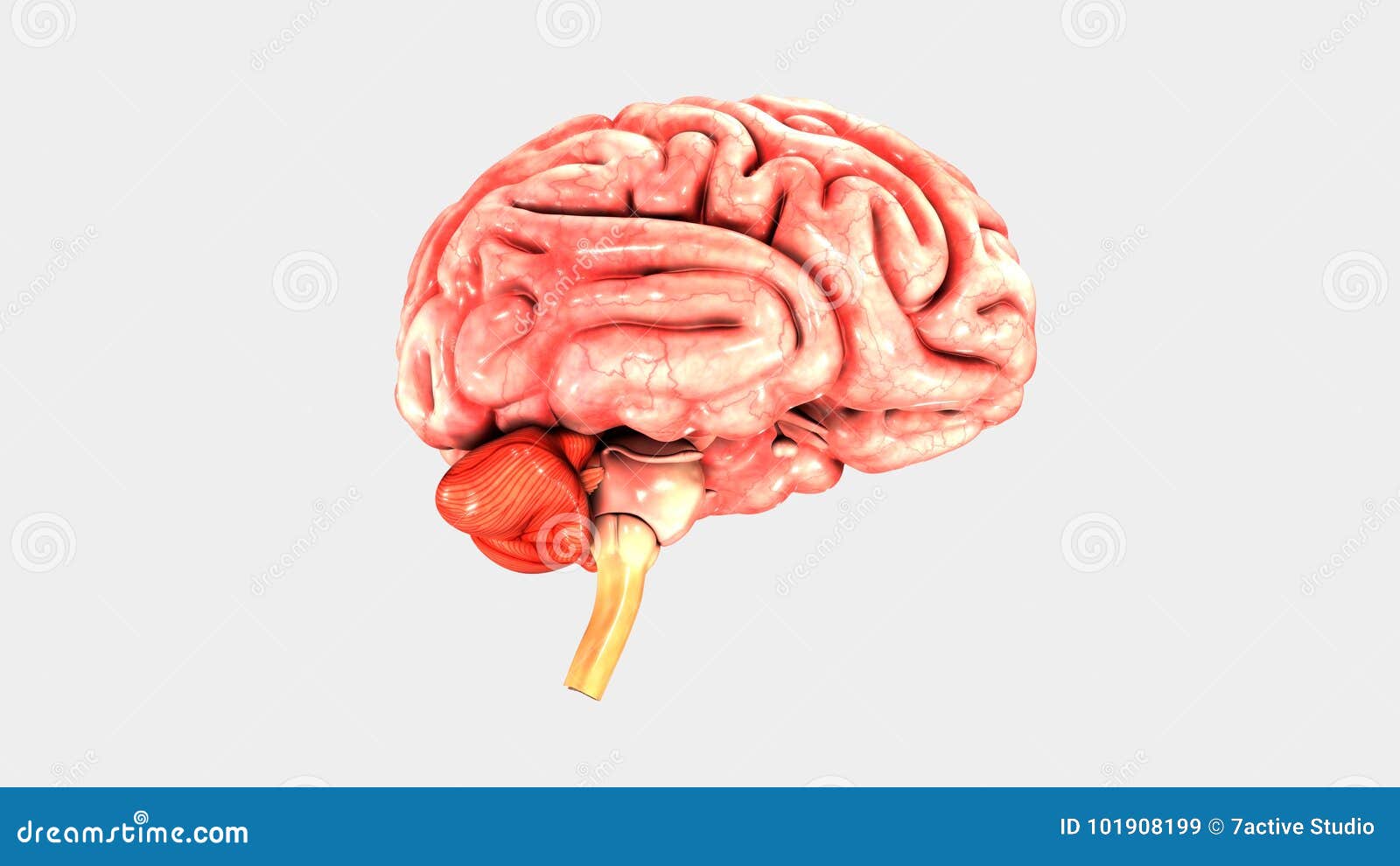 Lateral View Of The Human Brain