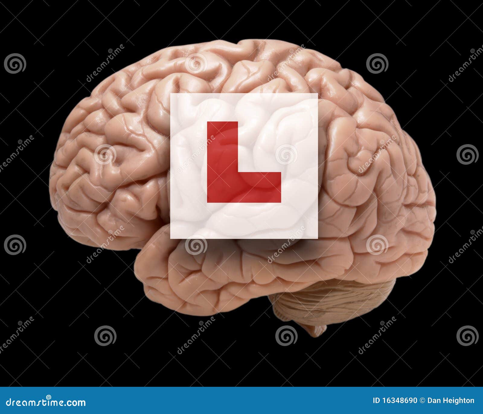 Human Brain with Learner Sign Stock Photo - Image of brain, sign: 16348690