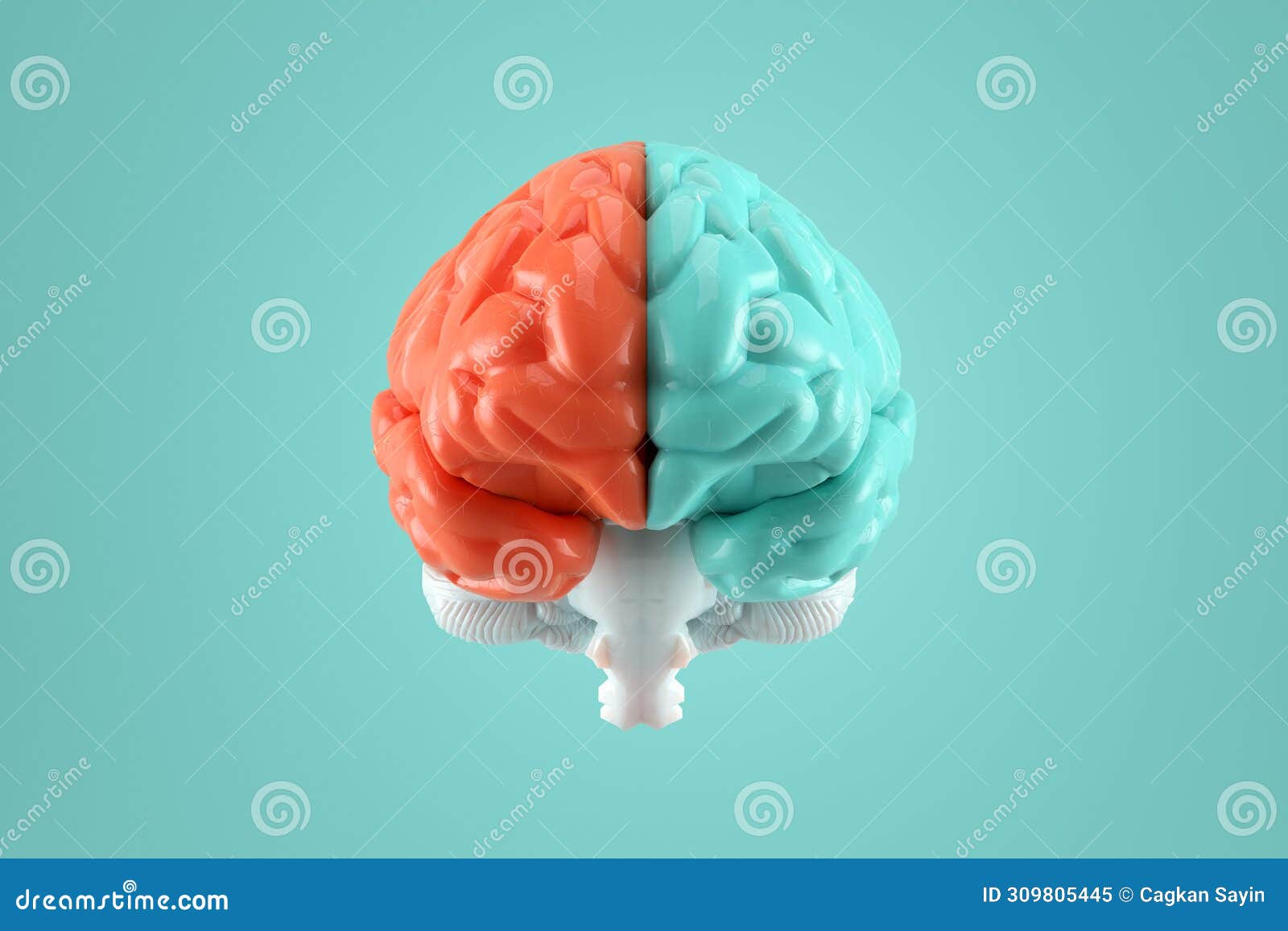 Human Brain. Left and Right Hemispheres Representing Creative and ...