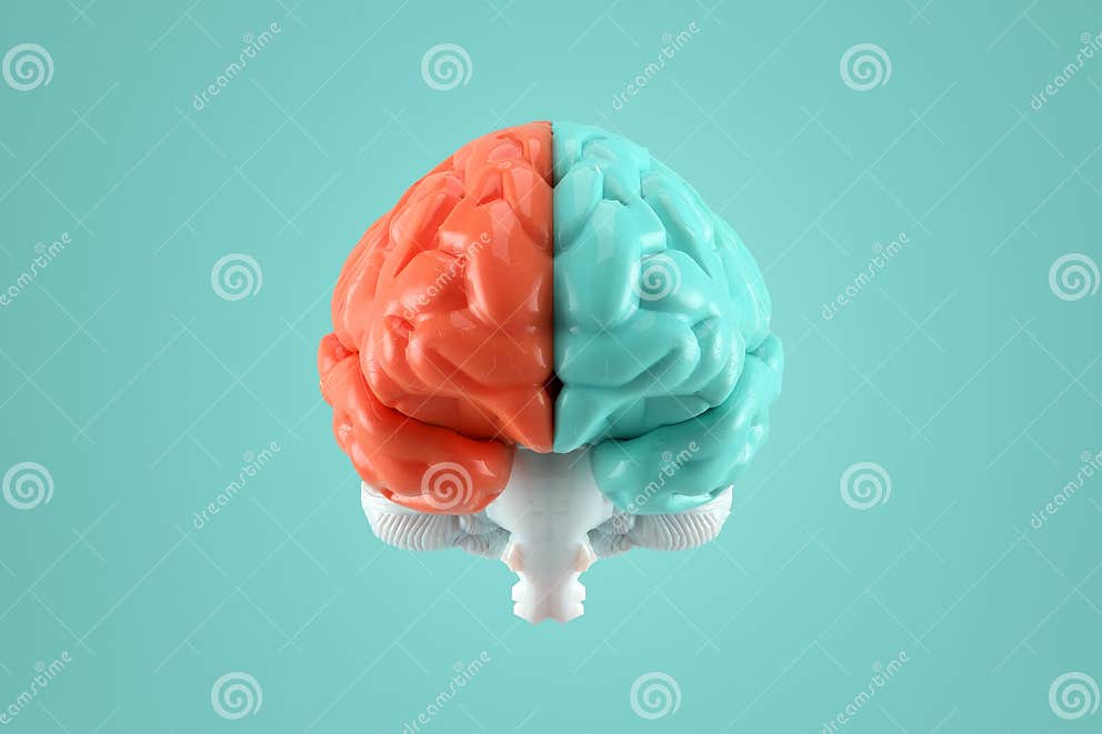 Human Brain. Left and Right Hemispheres Representing Creative and ...