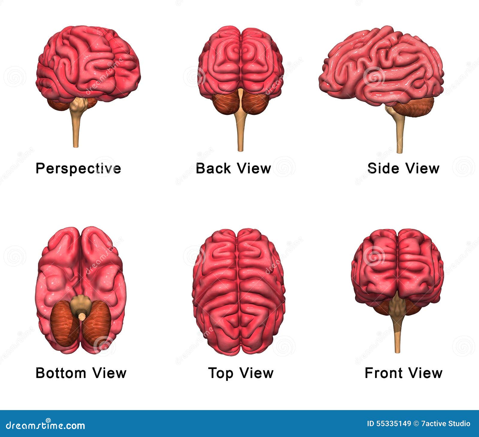 Human Brain stock illustration. Illustration of lateral - 55335149