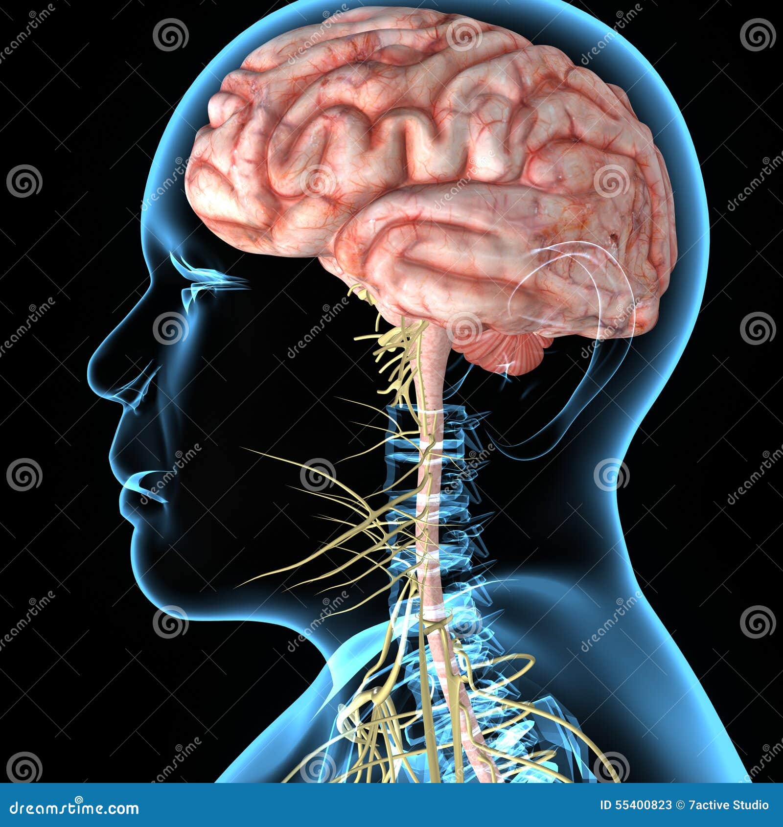 Real Human Brain And Spinal Cord
