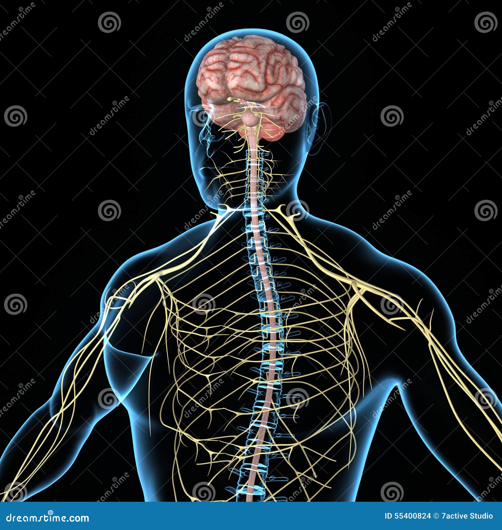 Human Brain stock illustration. Illustration of biology - 55400824