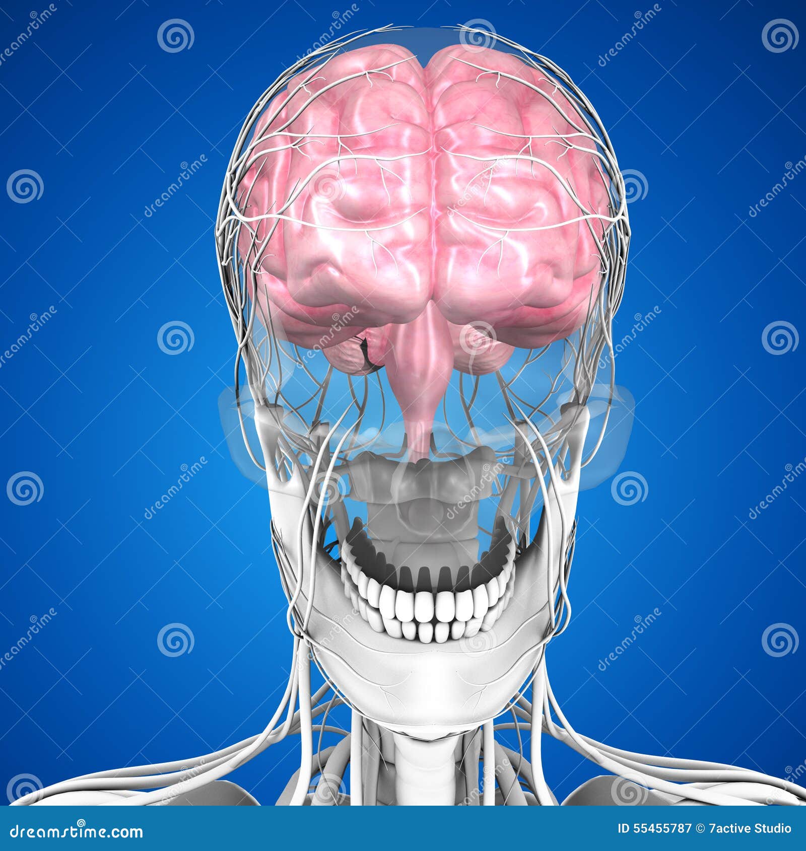 Human Brain stock illustration. Illustration of health - 55455787