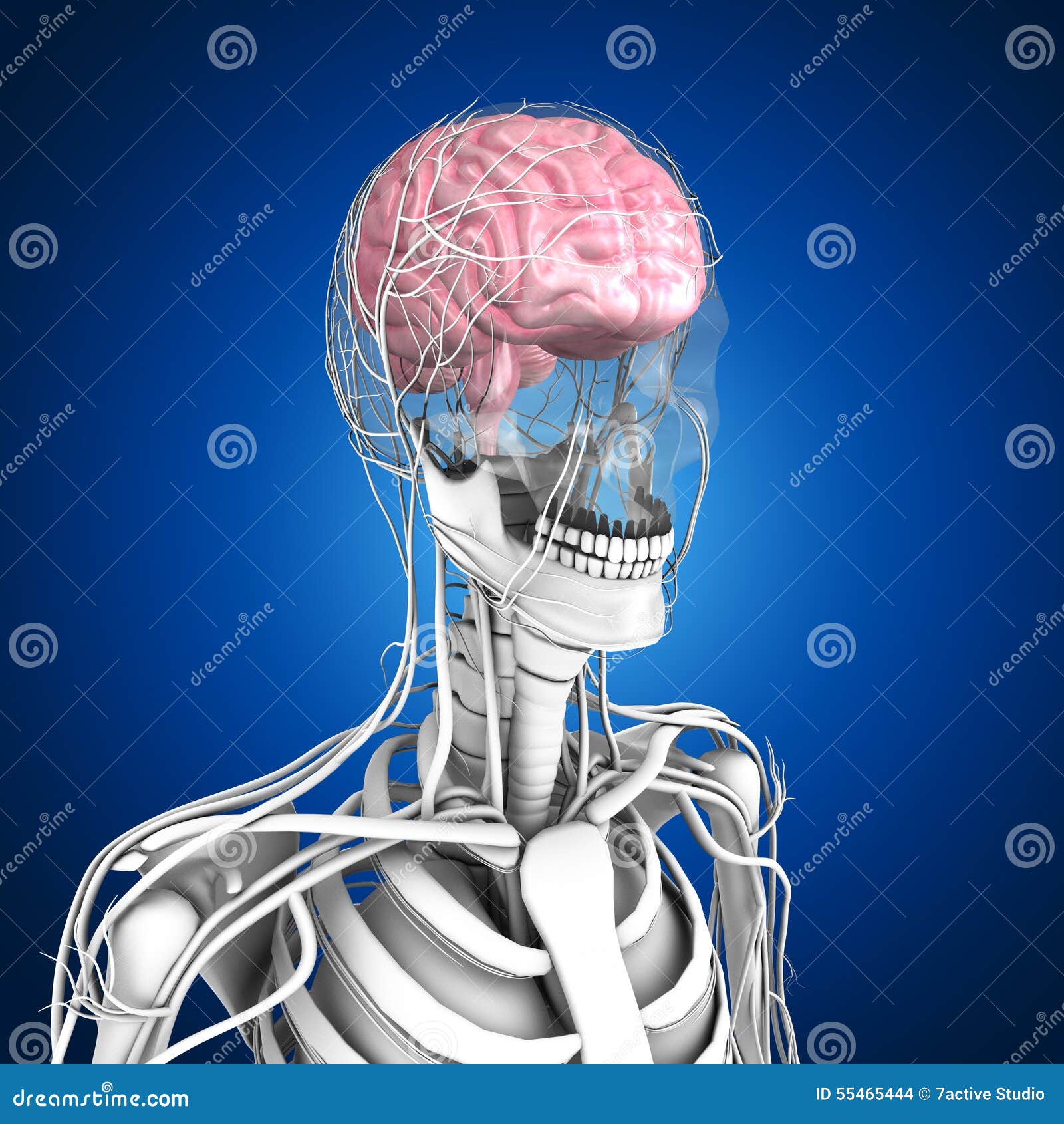 Human Brain stock illustration. Illustration of body - 55465444