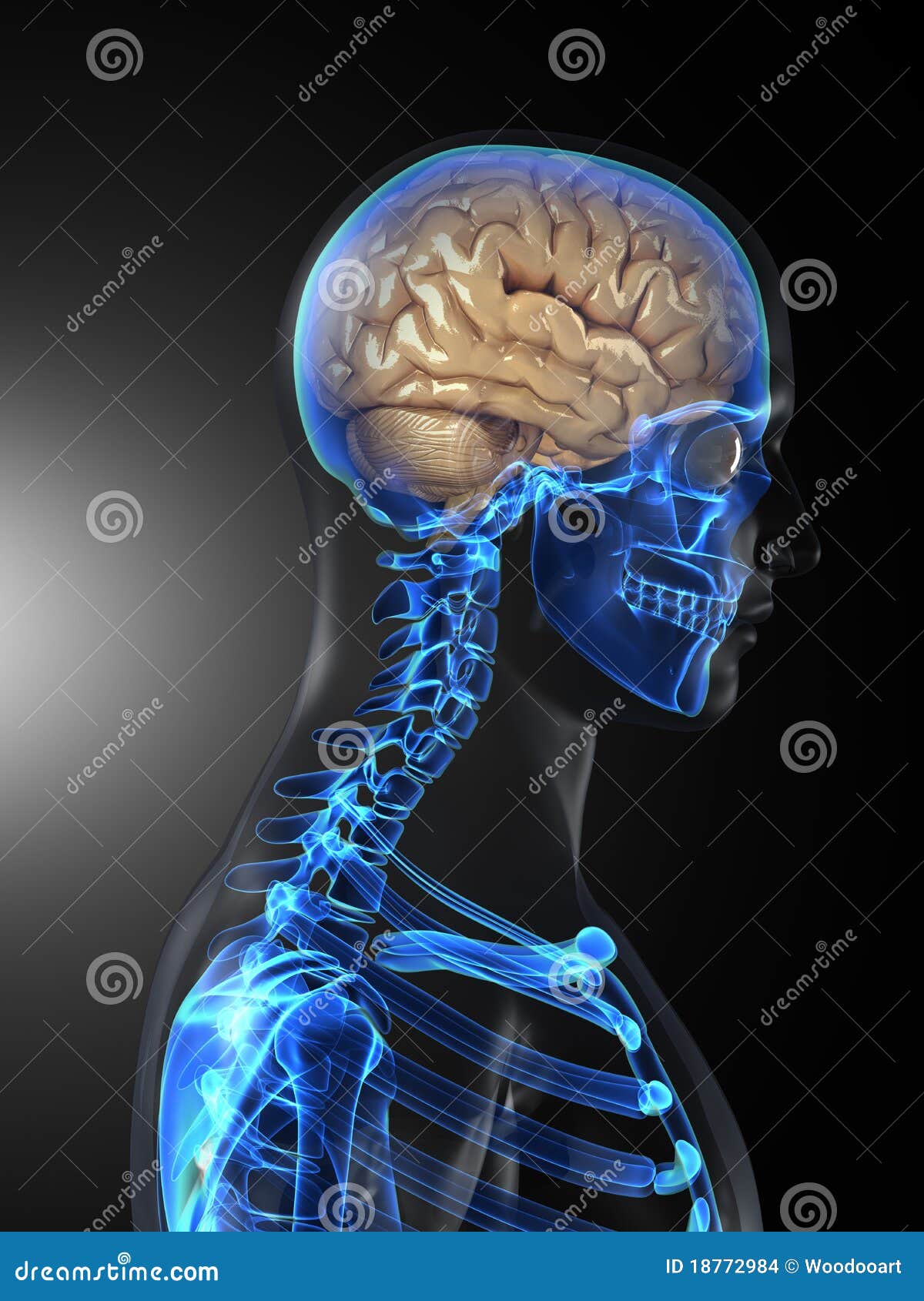 Human Brain Medical Scan stock illustration. Illustration of radiation ...