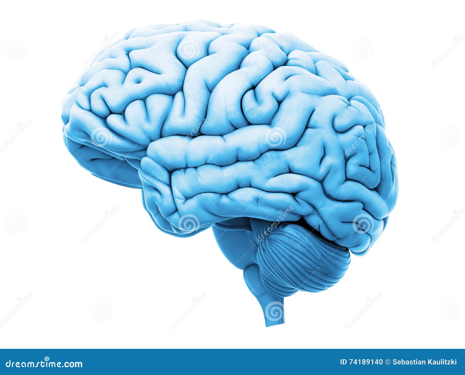 Human Brain Intelligence Royalty-Free Stock Photo | CartoonDealer.com ...