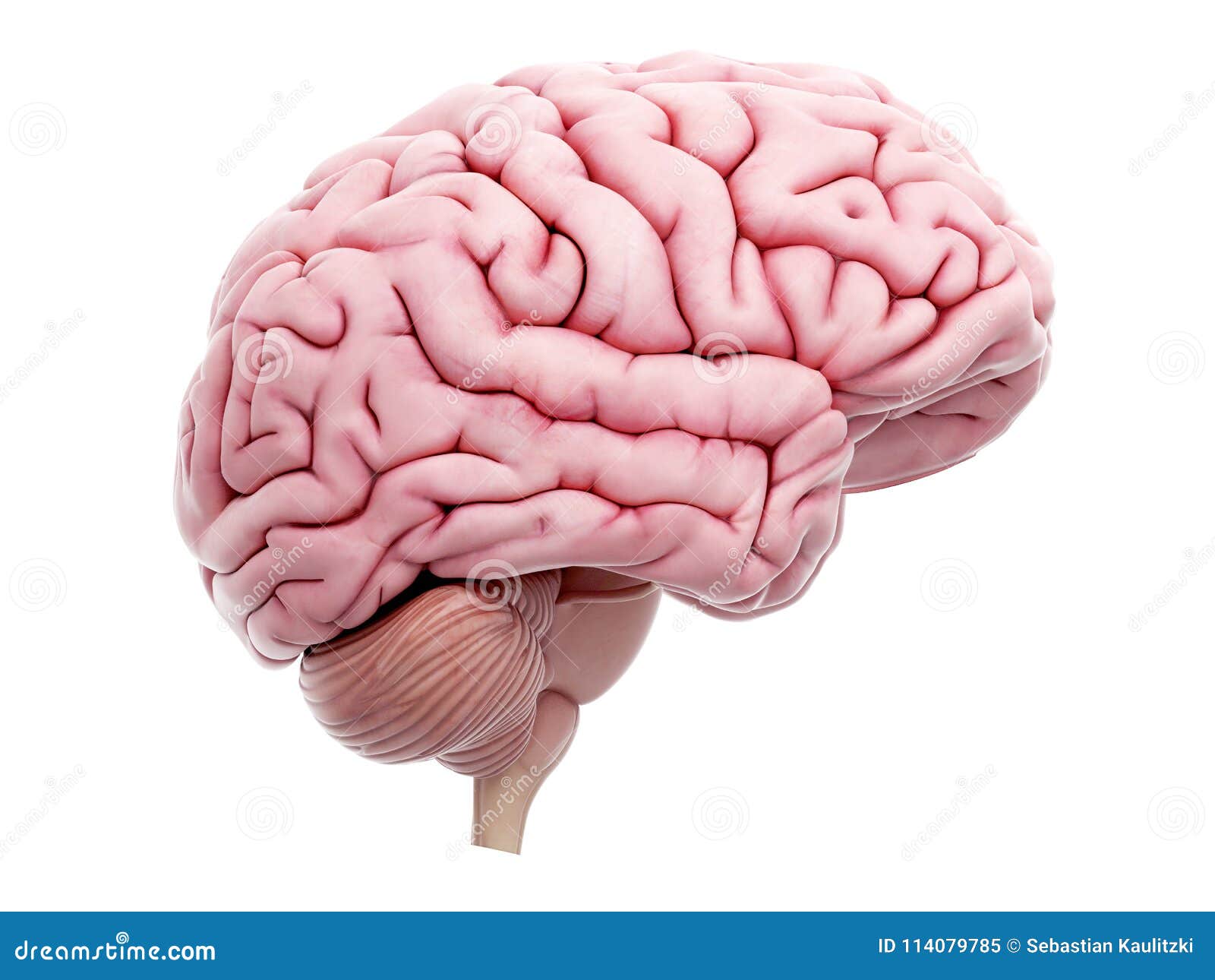 The human brain stock illustration. Illustration of human - 114079785